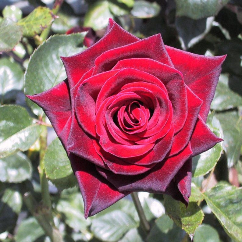 Black Magic Hybrid Tea Rose Seeds Perennial, Cold Resistant, Open ...