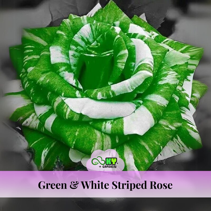 Mini Rose Plant Bush - Etsy