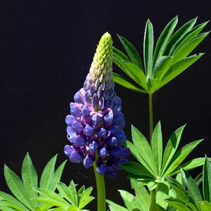 Lupinus Latifolius (broadleaf Lupine) Seeds - Fast Growing, Drought ...