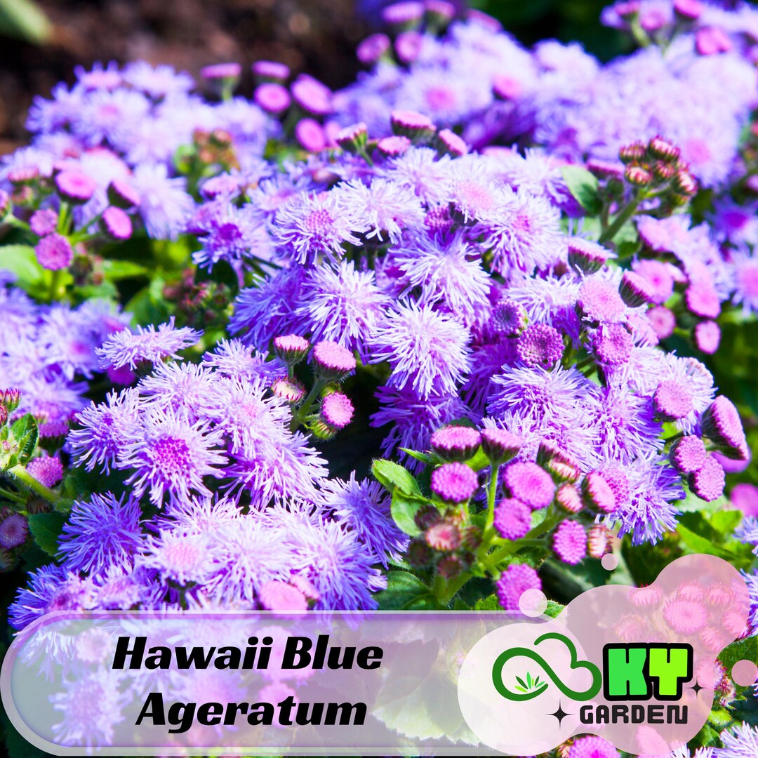 Hawaii Blue Ageratum Seeds - Potted - Fast Growing - Attracts ...