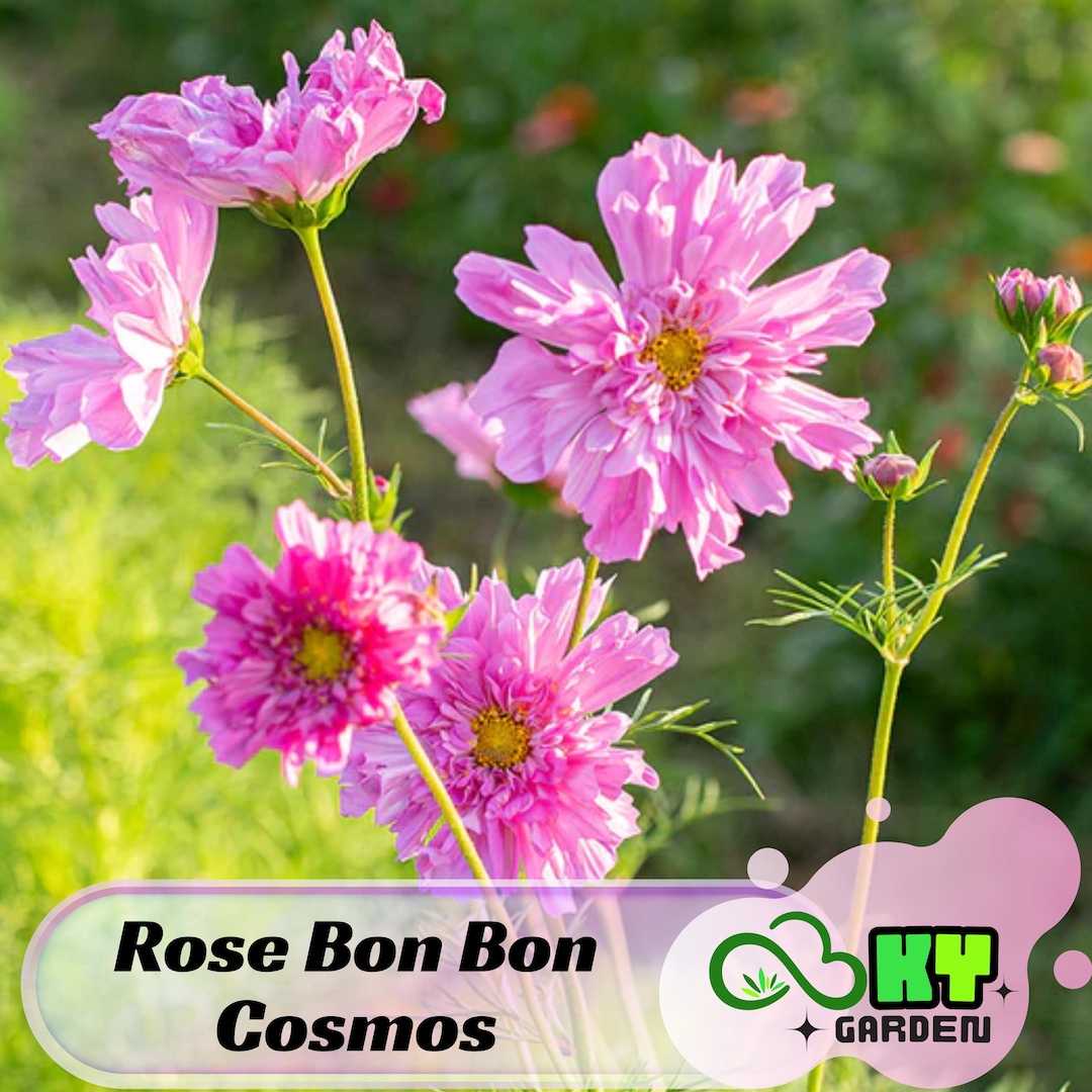 Rose Bon Bon Cosmos Seeds Showy Blooms, Attracts Pollinators, Drought ...