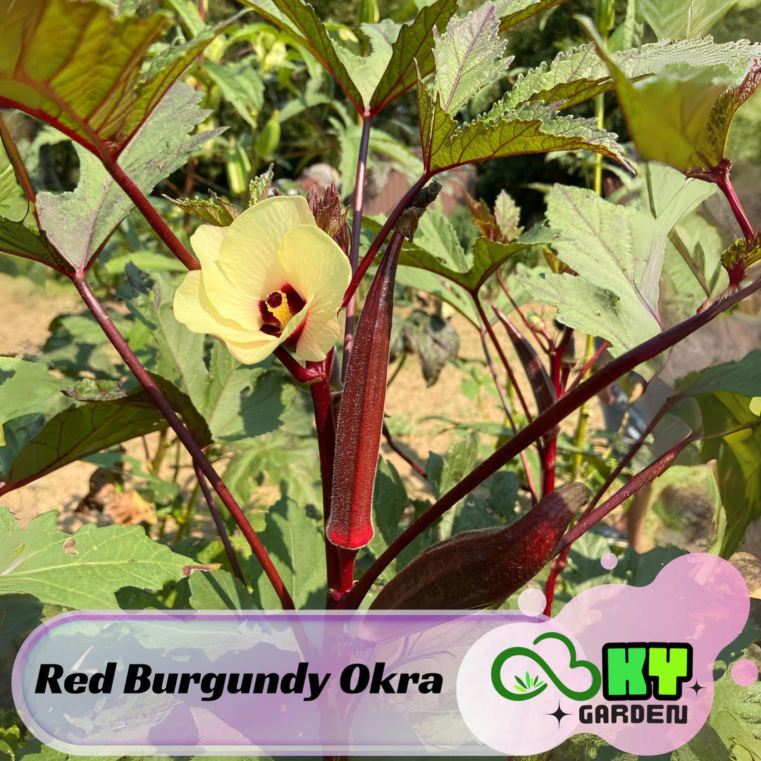 Red Burgundy Okra Seeds - Edible, High Yield, Heat Tolerant, Ornamental ...
