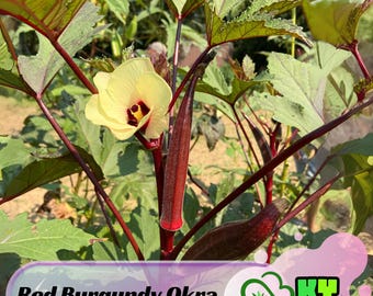 Alabama Red Okra Seeds - Etsy