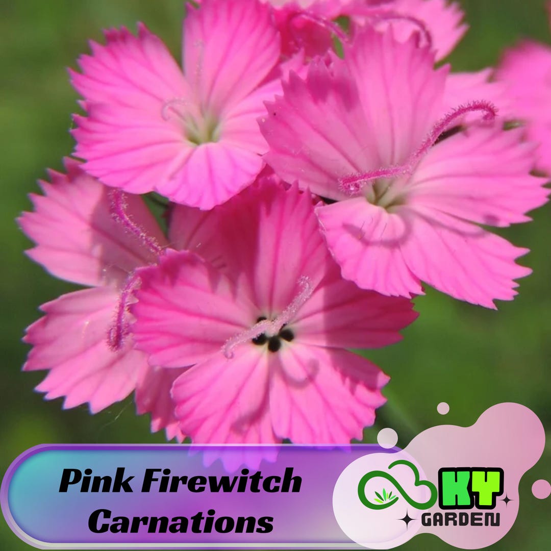 Pink Firewitch Carnations Seeds - Showy Blooms, Compact Growth ...