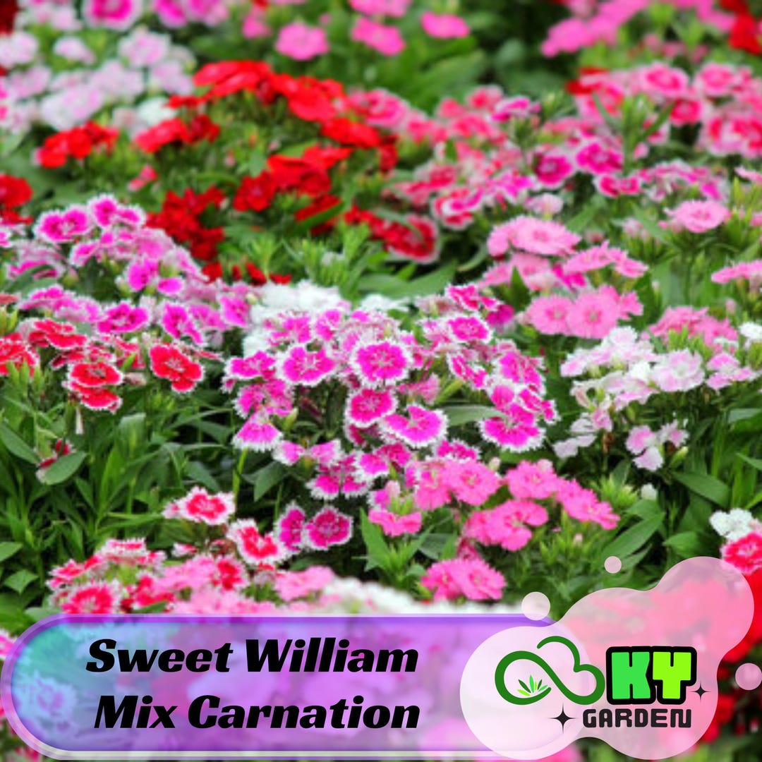 Sweet William Mix Carnation Seeds - Showy Blooms, Compact Growth ...