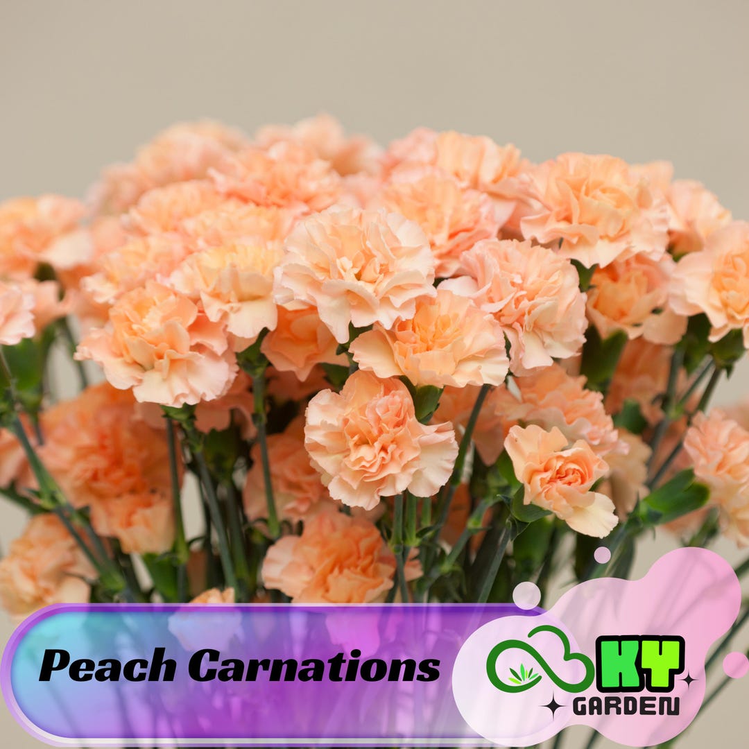 Peach Carnations Seeds - Showy Blooms, Compact Growth, Attracts ...