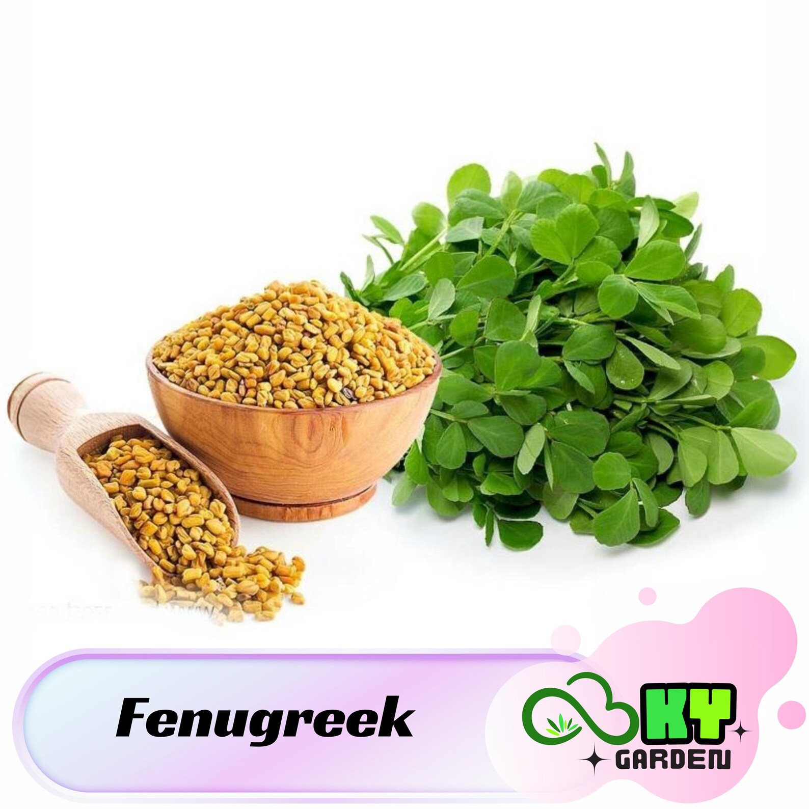 Fenugreek Seeds - Annual - Edible, , Fast Growing, Drought Tolerant ...