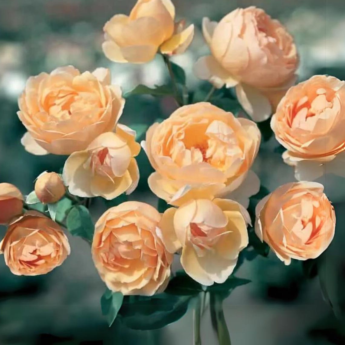 15s|judge the Obscure Rose Seeds - Perennial, Open-pollinating ...