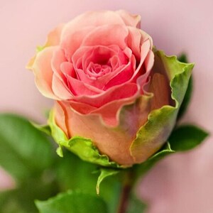 Dancing Queen Rose Seeds - Perennial, Open-pollinating, Deciduous ...