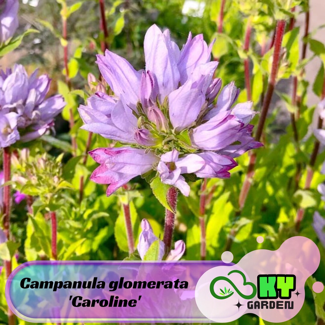 Campanula Glomerata 'caroline' Seeds - Long Blooming Season, Attracts ...