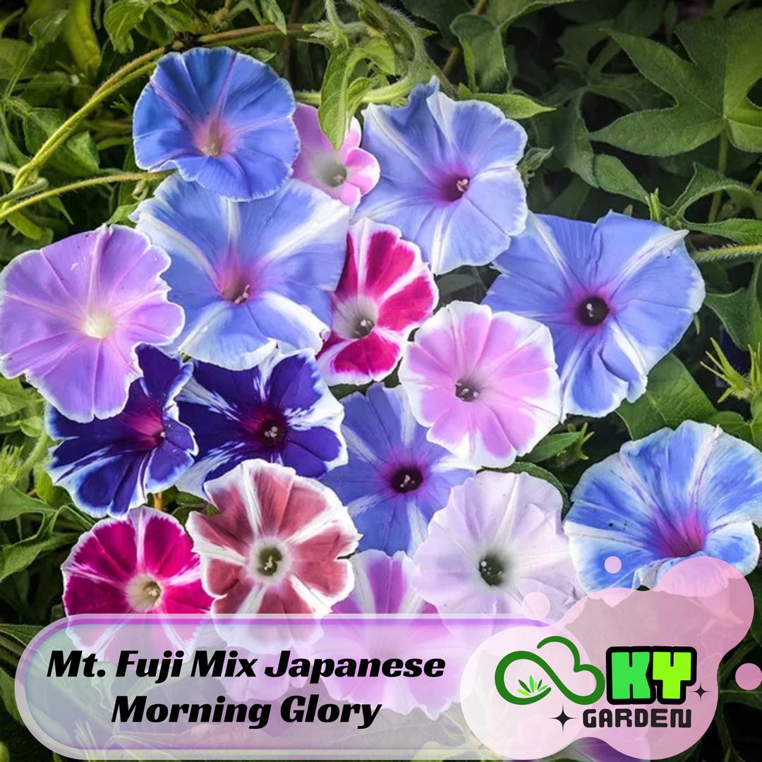 Mt. Fuji Mix Japanese Morning Glory Seeds - Fast Growing, Climbing Vine ...