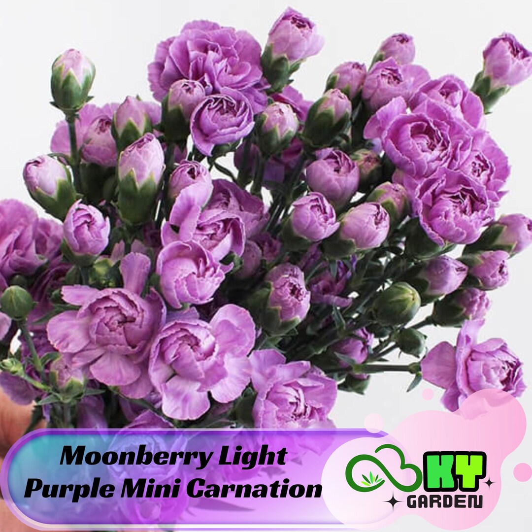 Moonberry Light Purple Mini Carnation Seeds - Showy Blooms,compact ...