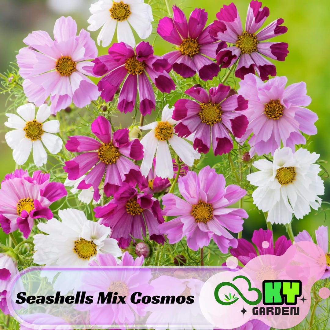 Seashells Mix Cosmos Seeds - Showy Blooms, Attracts Pollinators ...