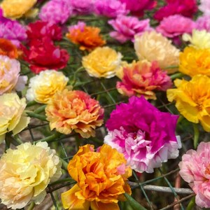 Moss Rose Mix (portulaca Grandiflora) Seeds - Low Maintenance,ground ...