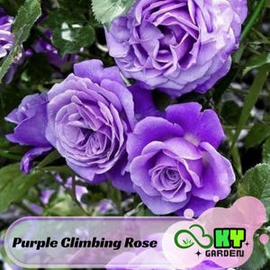 Purple Climbing Rose Seeds - Perennial, Cold Resistant, Open ...