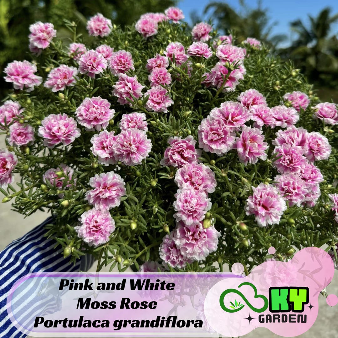 Pink and White Moss Rose Portulaca Grandiflora Seeds - Low Maintenance ...