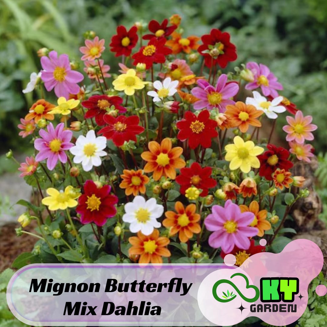 Mignon Butterfly Mix Dahlia Seeds - Attracts Pollinators, Long Blooming ...