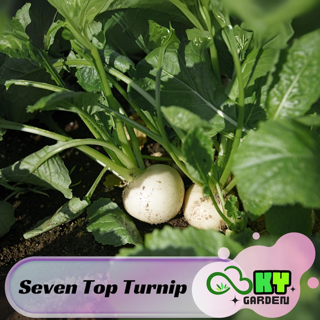 Seven Top Turnip Seeds - Biennial - Edible, Fast Growing, Cold ...