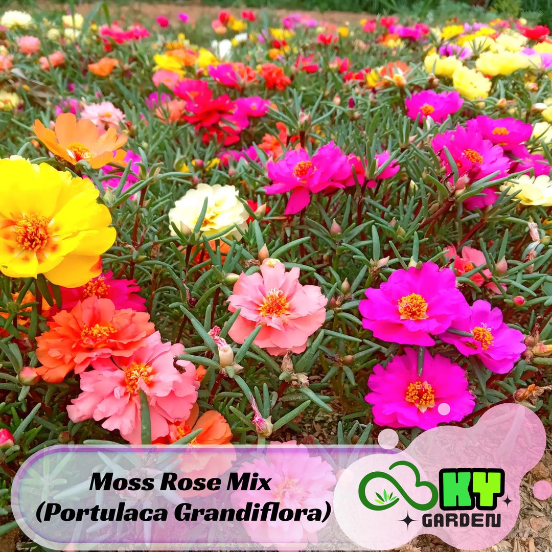 Moss Rose Mix (portulaca Grandiflora) Seeds - Drought Tolerant, Low ...