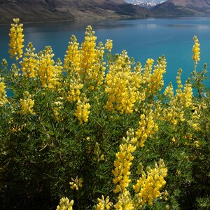 Lupinus Arboreus (tree Lupine) Seeds - Fragrant, Fast Growing, Drought ...
