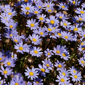 Blue Felicia Daisy Seeds - Showy Blooms, Attracts Pollinators, Drought ...