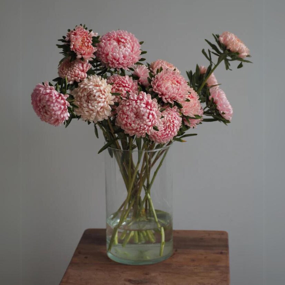 Tower Chamois - Aster Seeds - Annual, Soft Yellow Flowers,attracts ...