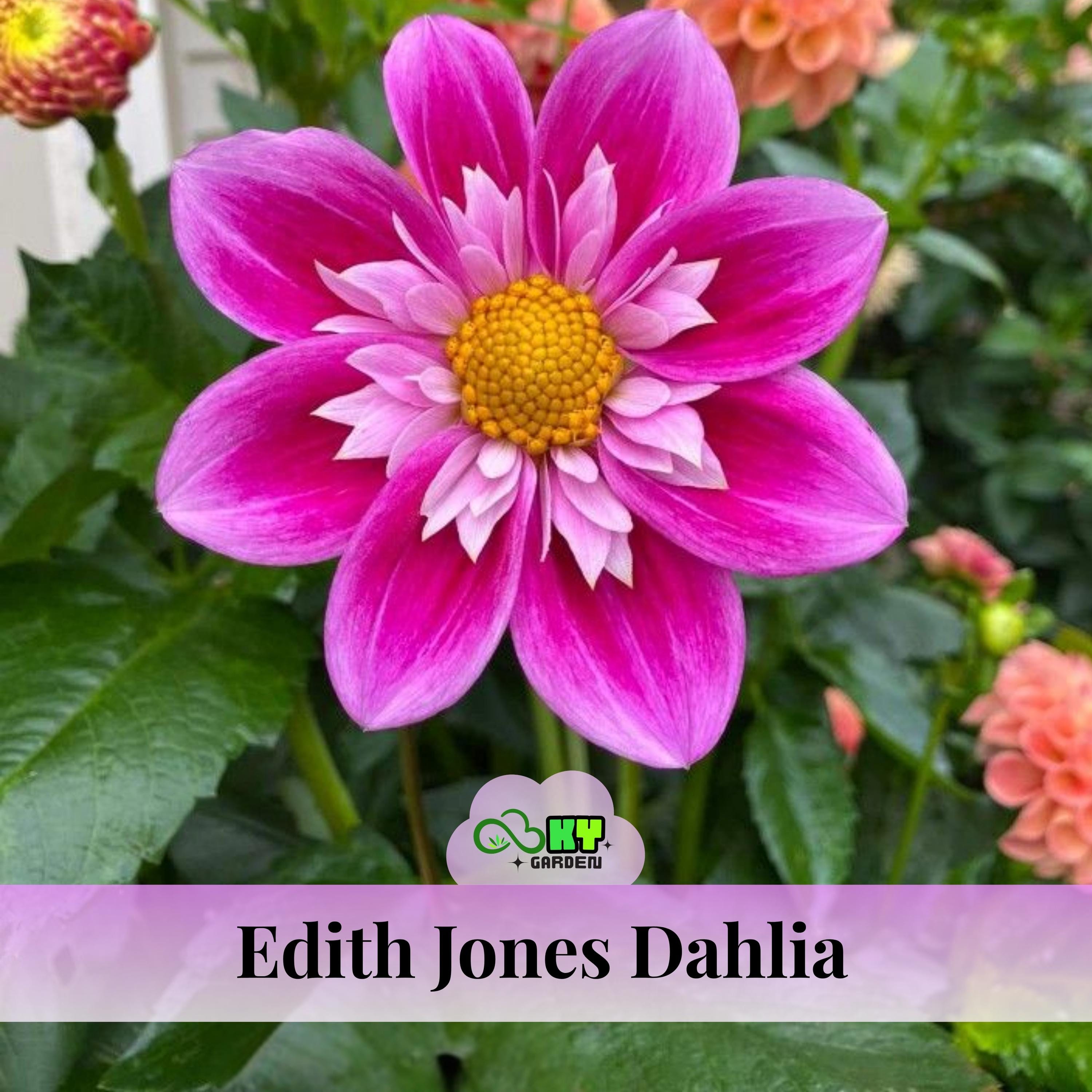 Edith Jones Dahlia Seeds - Attracts Pollinators, Long Blooming Season ...