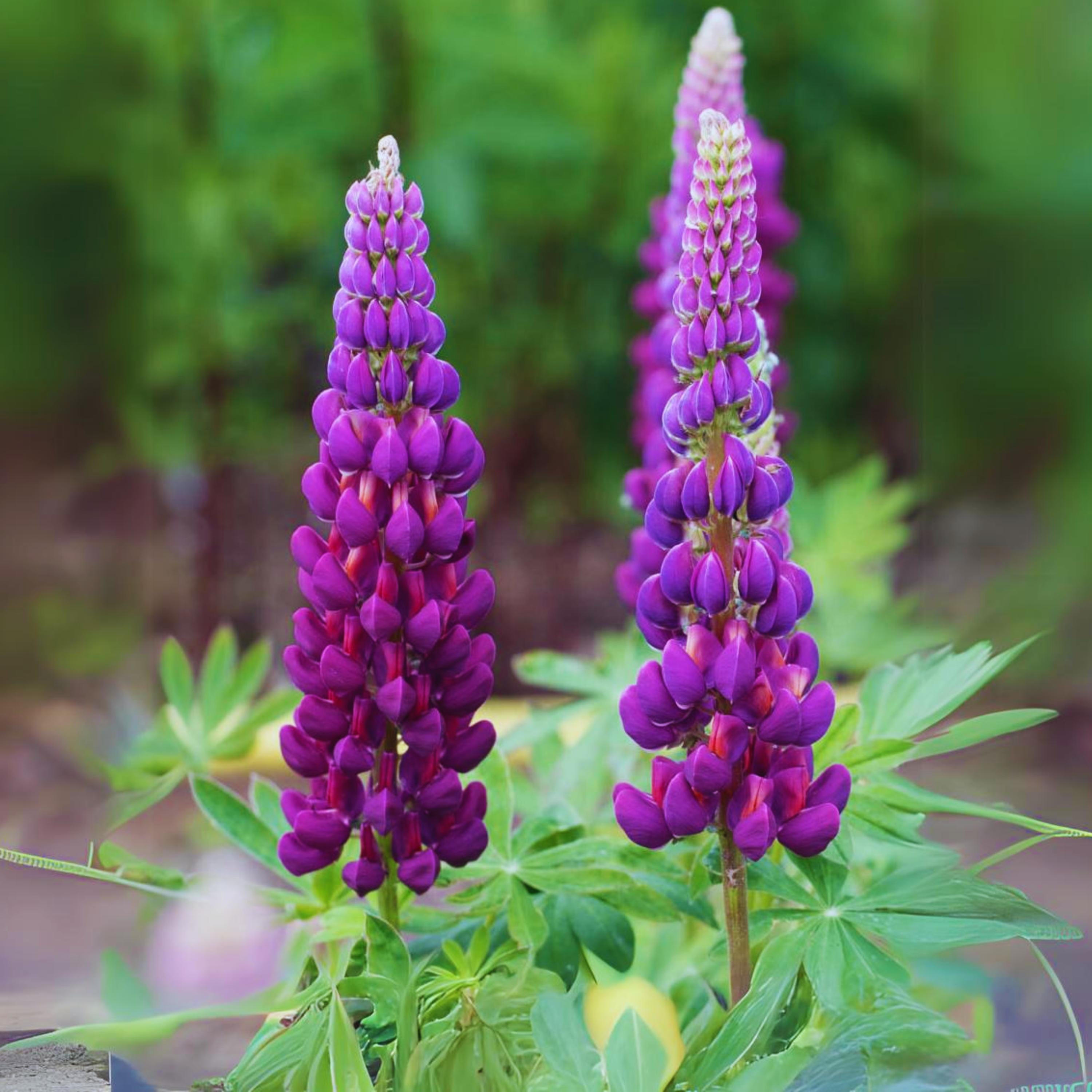 Masterpiece Lupine (lupinus ‘masterpiece’) Seeds - Fast Growing,drought ...
