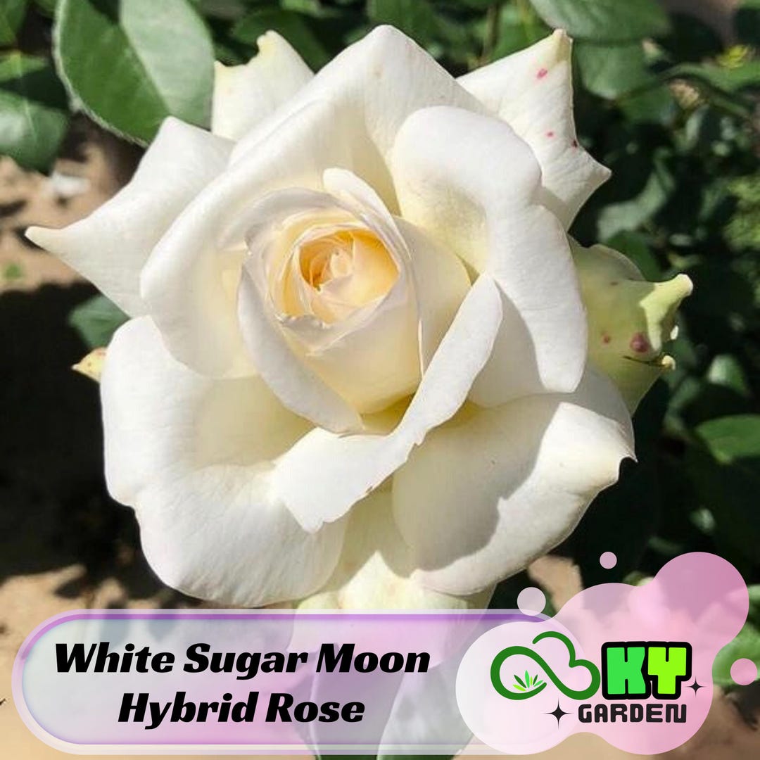 15s|white Sugar Moon Hybrid Rose Seeds , Cold Resistant, Deciduous ...
