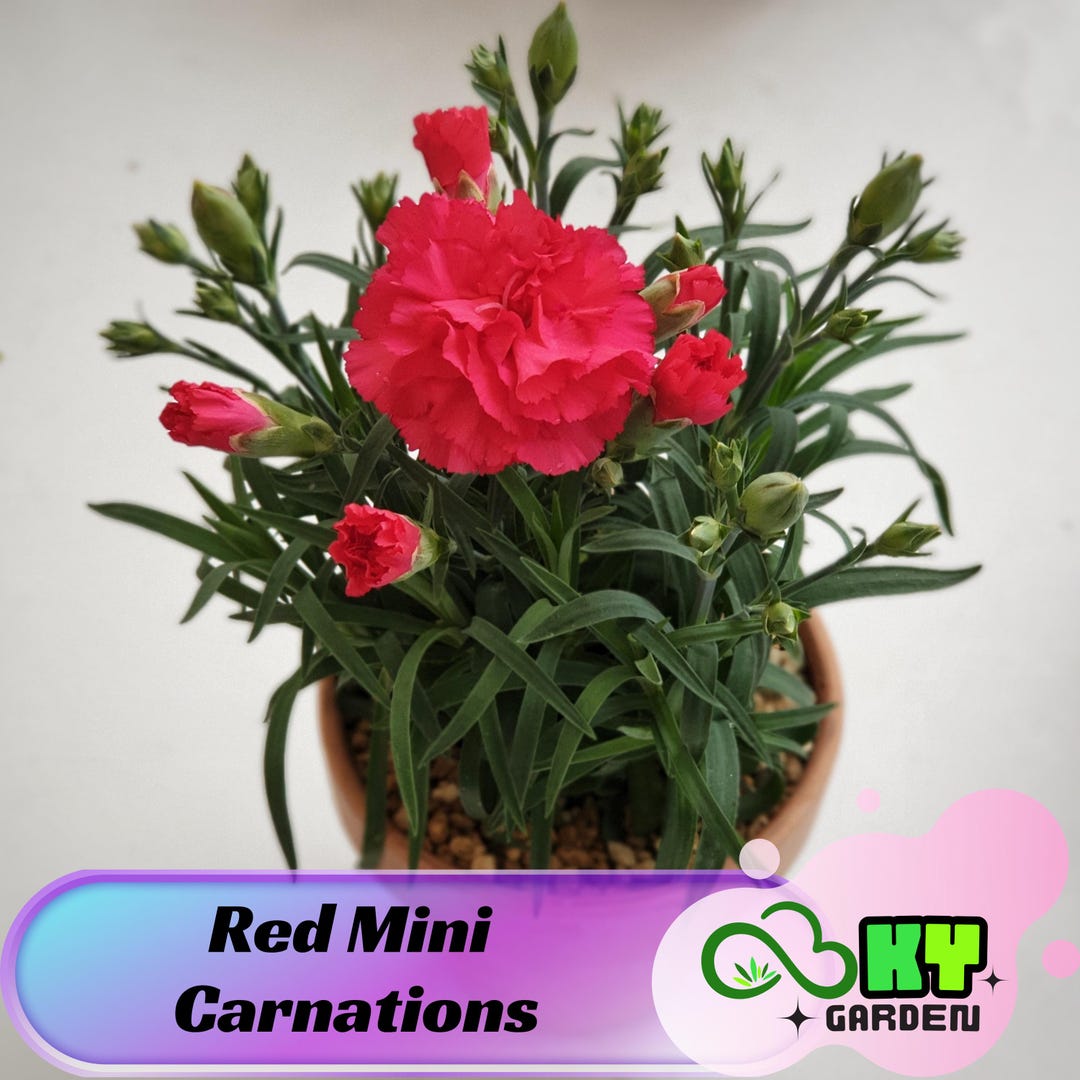 Red Mini Carnations Seeds - Showy Blooms, Compact Growth, Attracts ...