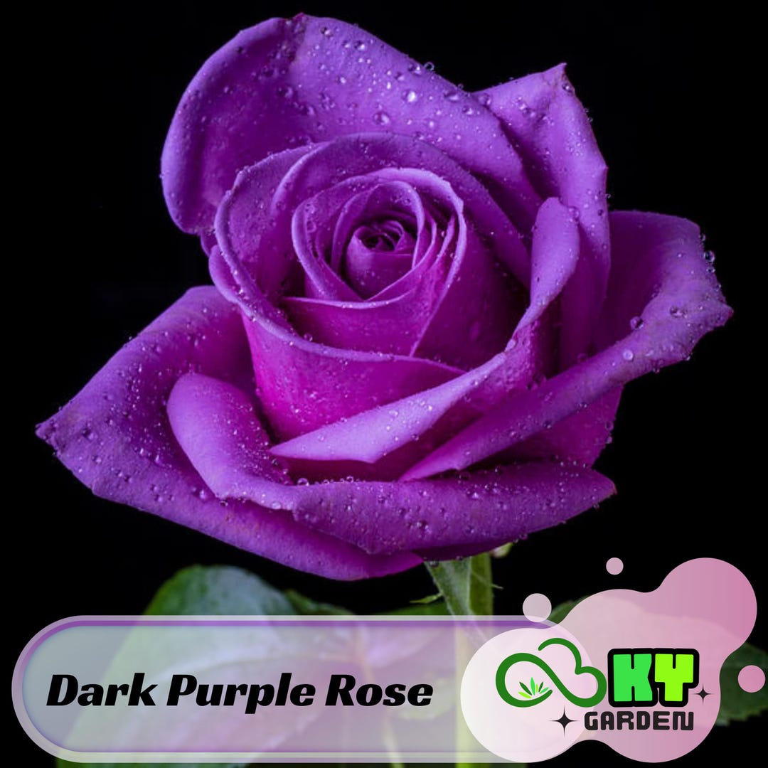 15s|dark Purple Rose Seeds , Cold Resistant, Open-pollinating ...