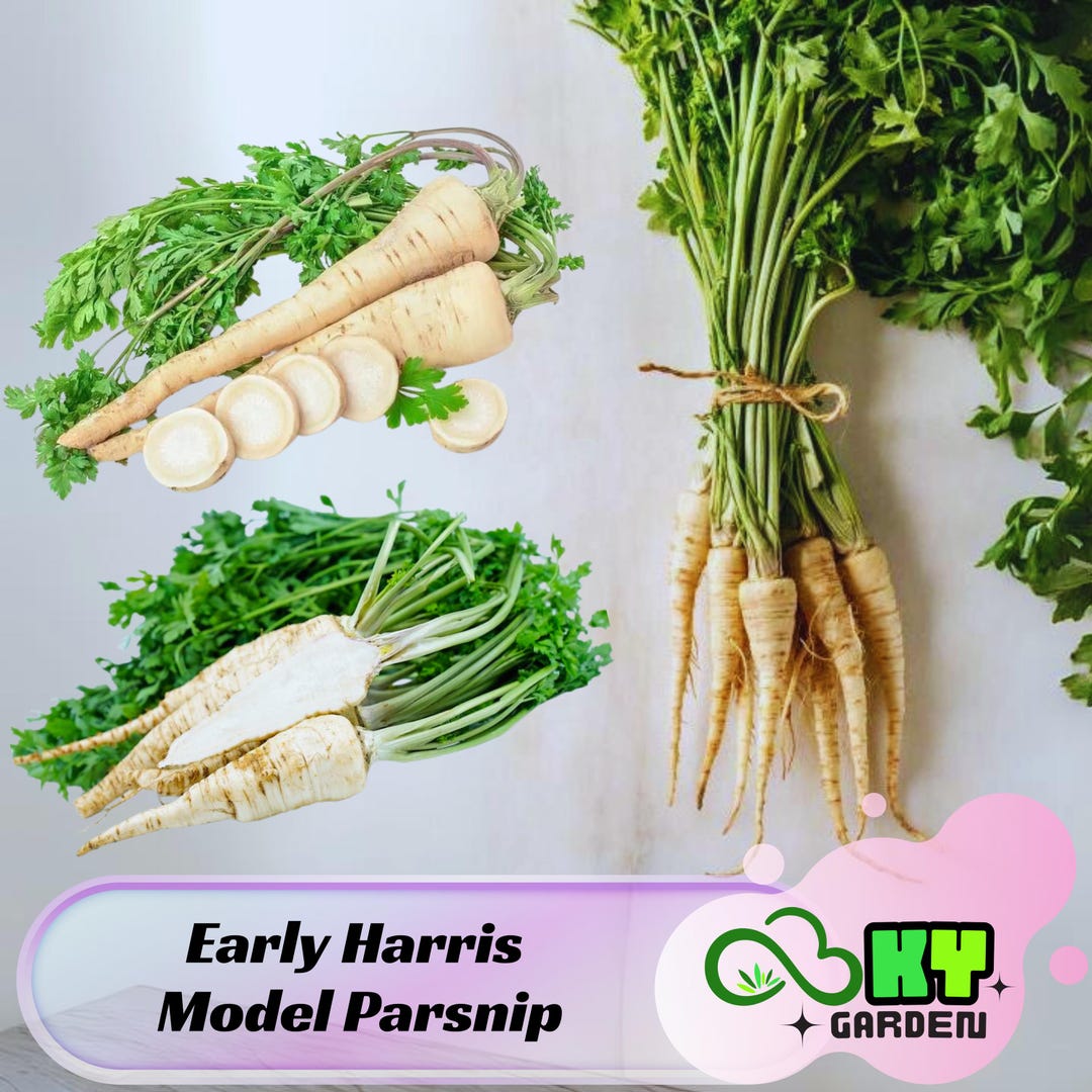 Early Harris Model Parsnip Seeds - Biennial -edible, Cold Resistant, High Yield, Sweet Flavor ...