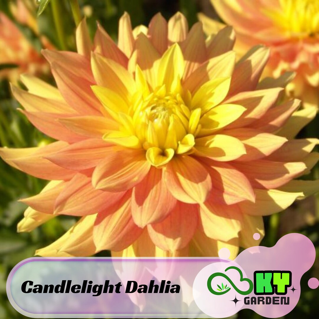 Candlelight Dahlia Seeds - Attracts Pollinators, Long Blooming Season ...