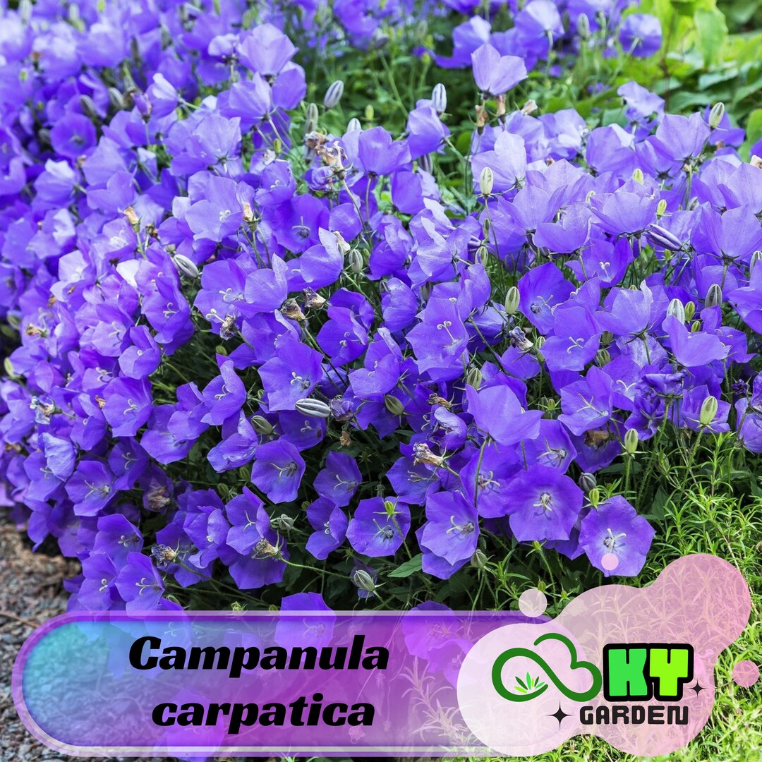 Campanula Carpatica Seeds - Showy Blooms, Compact Growth,long Blooming ...