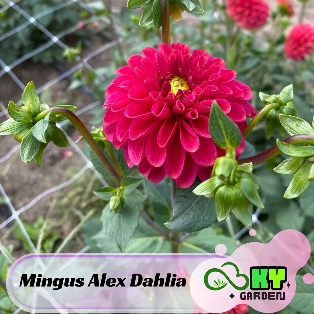 Mingus Alex Dahlia Seeds - Showy Blooms, Attracts Pollinators, Long ...