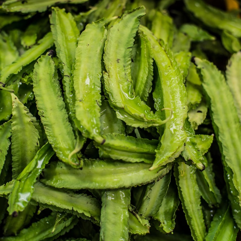 Winged Bean Seeds – Four-angled Bean – Fast Growing – Heirloom ...