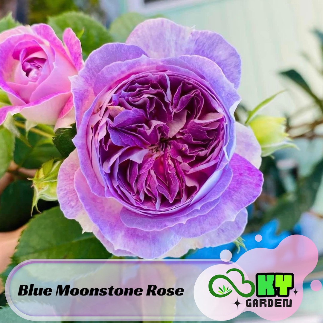Blue Moonstone Rose Seeds - Perennial, Open-pollinating, Deciduous, Beautiful Blooming Flowers ...
