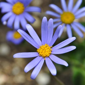 Blue Felicia Daisy Seeds - Showy Blooms, Attracts Pollinators, Drought ...