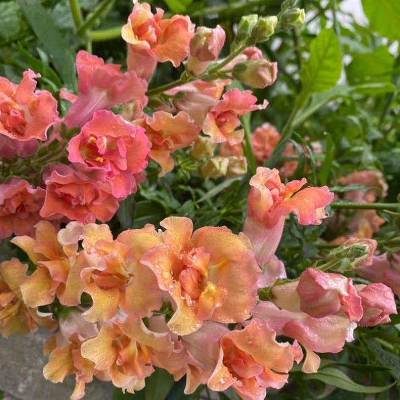 Madame Butterfly Bronze Snapdragon Seeds - Cold Resistant - Attracts ...