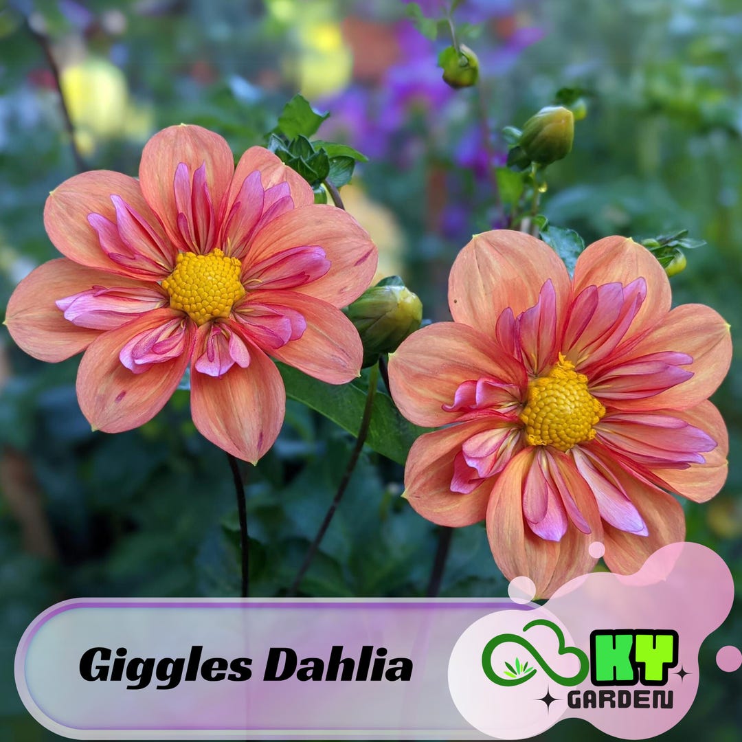 Giggles Dahlia Seeds - Attracts Pollinators, Long Blooming Season ...