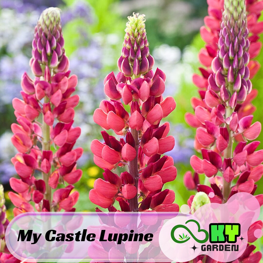 My Castle Lupine Seeds - Perennial - Showy Blooms, Attracts Pollinators ...