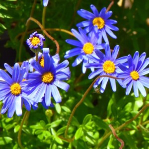 Blue Felicia Daisy Seeds - Showy Blooms, Attracts Pollinators, Drought ...