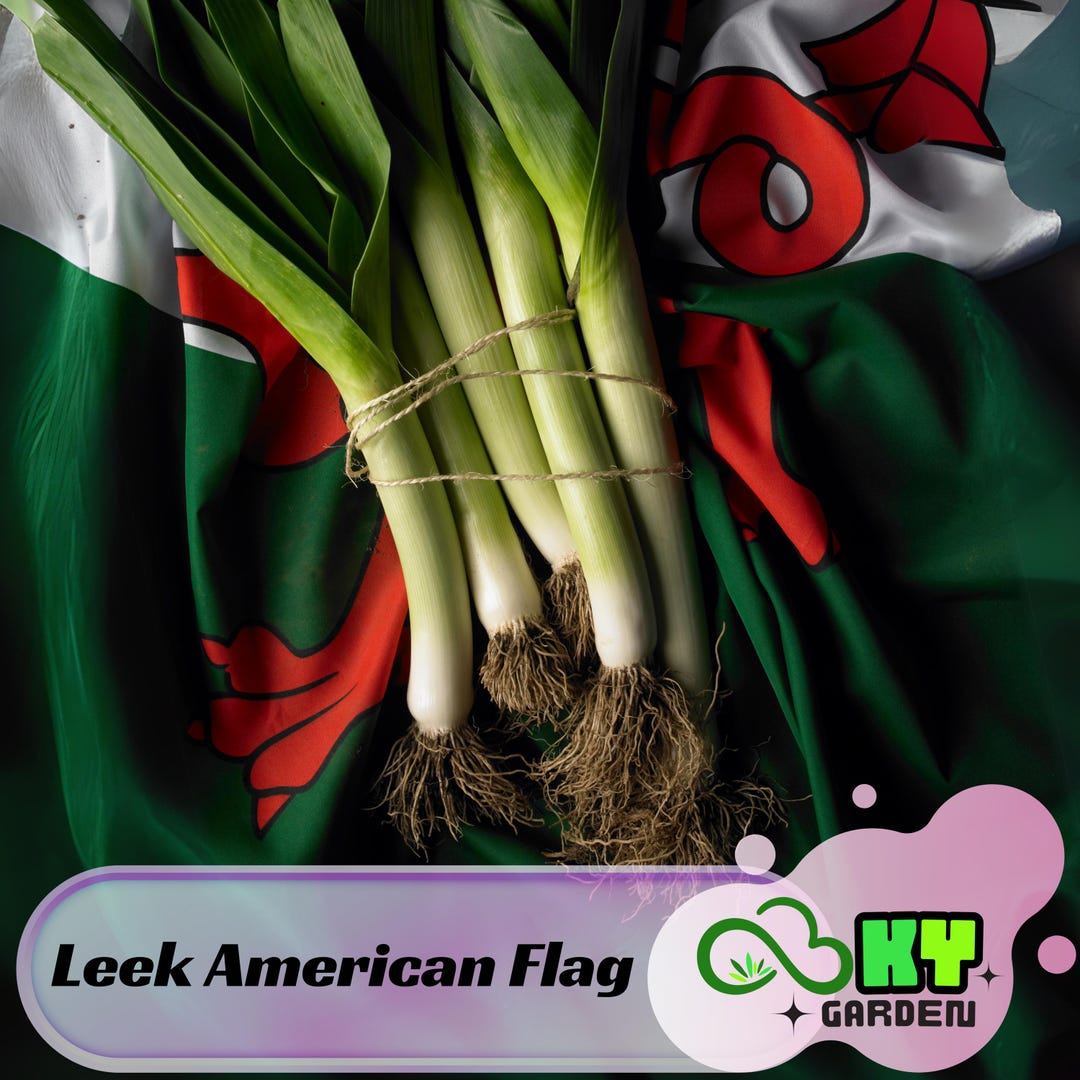 Leek American Flag Seeds - Annual - Edible, Cold Resistant, Mild Flavor ...