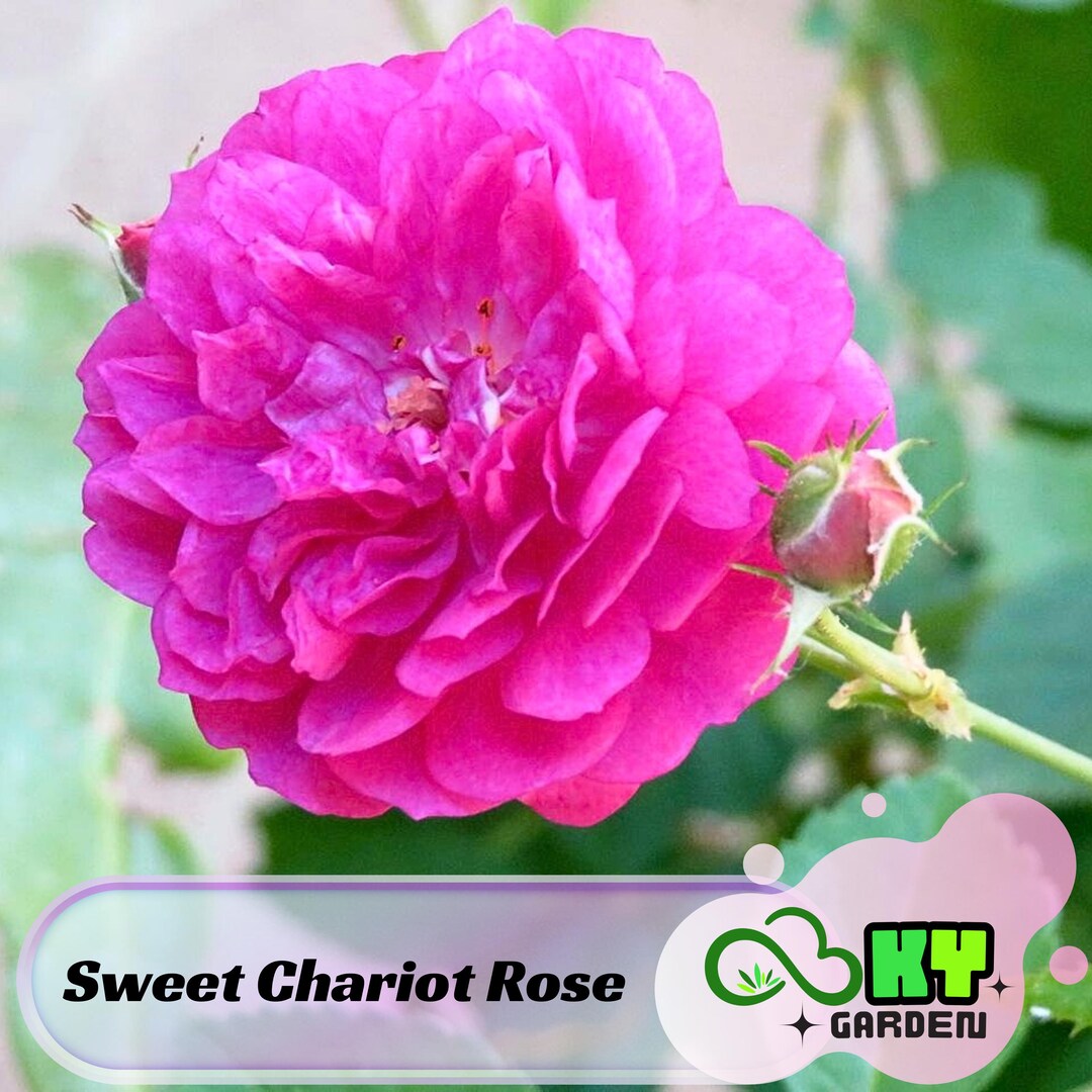 Sweet Chariot Rose Seeds - Perennial, Open-pollinating, Deciduous ...