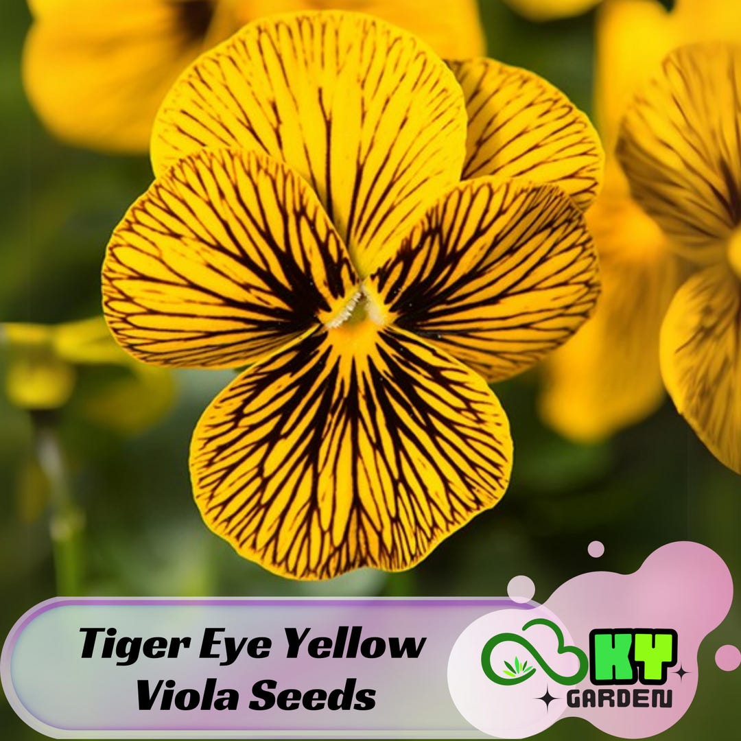 Tiger Eye Yellow Viola Seeds - Cold Resistant - Open-pollinating - Self ...