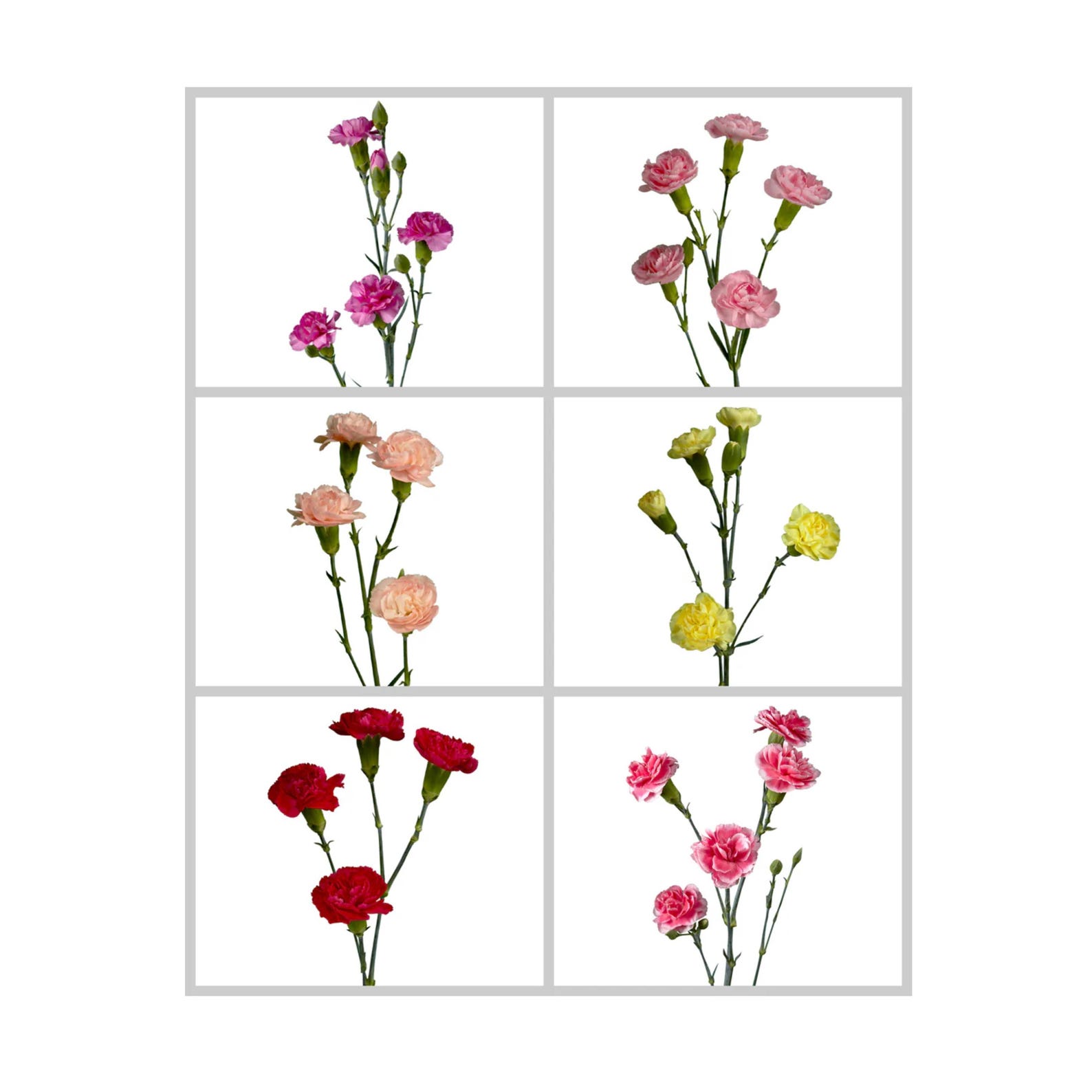 Mixed Novelties Mini Carnation Seeds - Showy Blooms, Compact Growth ...