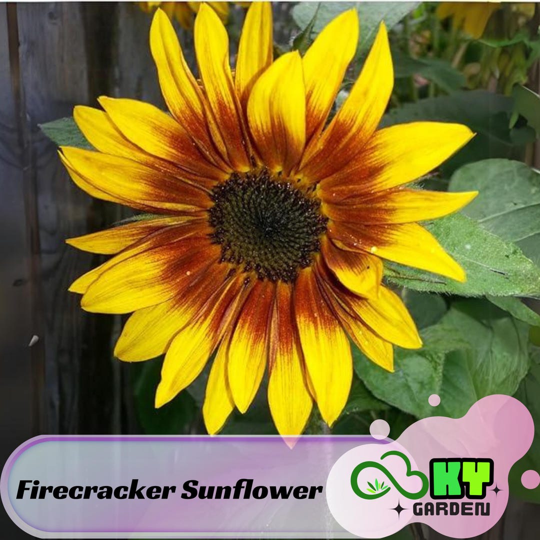 Firecracker Sunflower Seeds - Bi-colored Petals, Attracts Pollinators ...