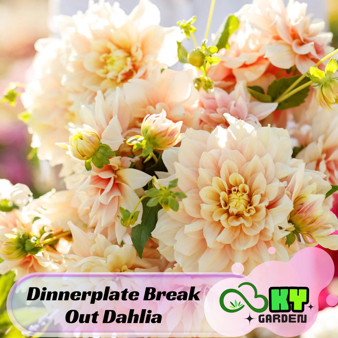 Dinnerplate Break Out Dahlia Seeds - Attracts Pollinators, Long ...