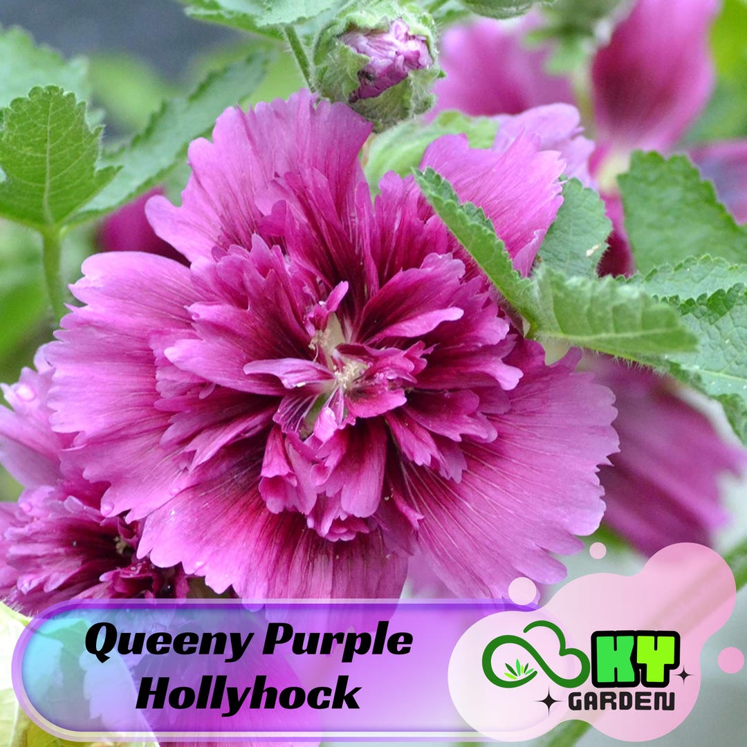 Queeny Purple Hollyhock Seeds - Showy Blooms, Tall Flower Spikes ...