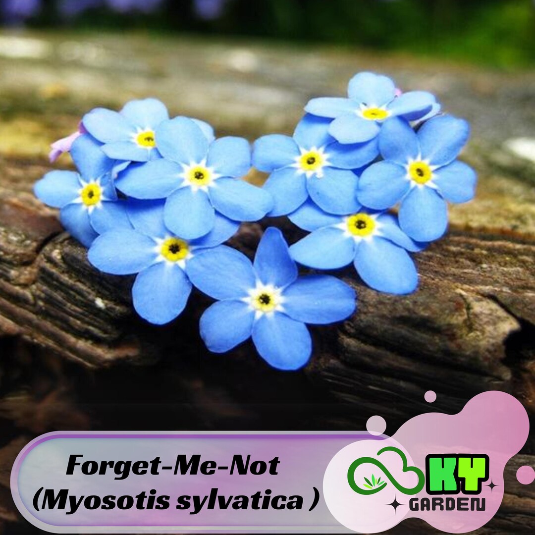 Forget-me-not (myosotis Sylvatica ) Seeds - Showy Blooms, Attracts ...